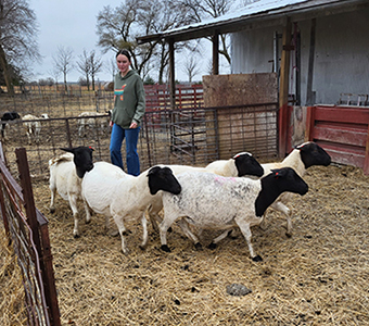 Kansas Sheep Association